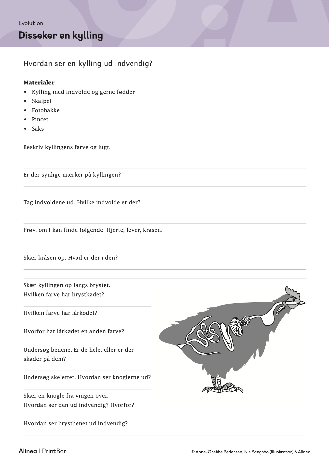 Disseker en kylling | Gratis opgave til print | PrintBar | PrintBar